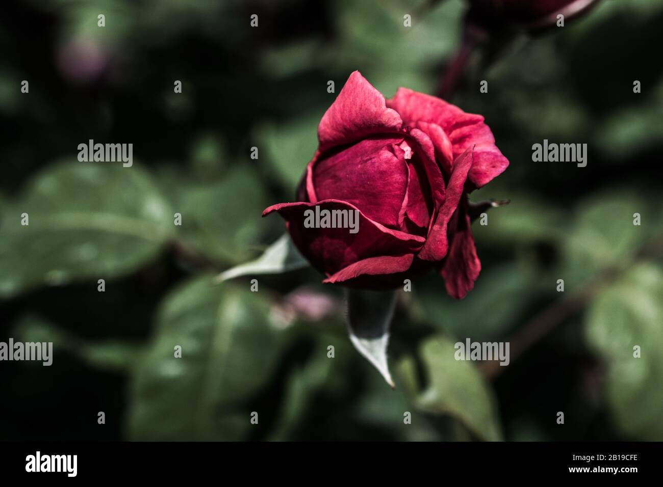 Blooming beautiful colorful rose bud in garden nature background Stock ...