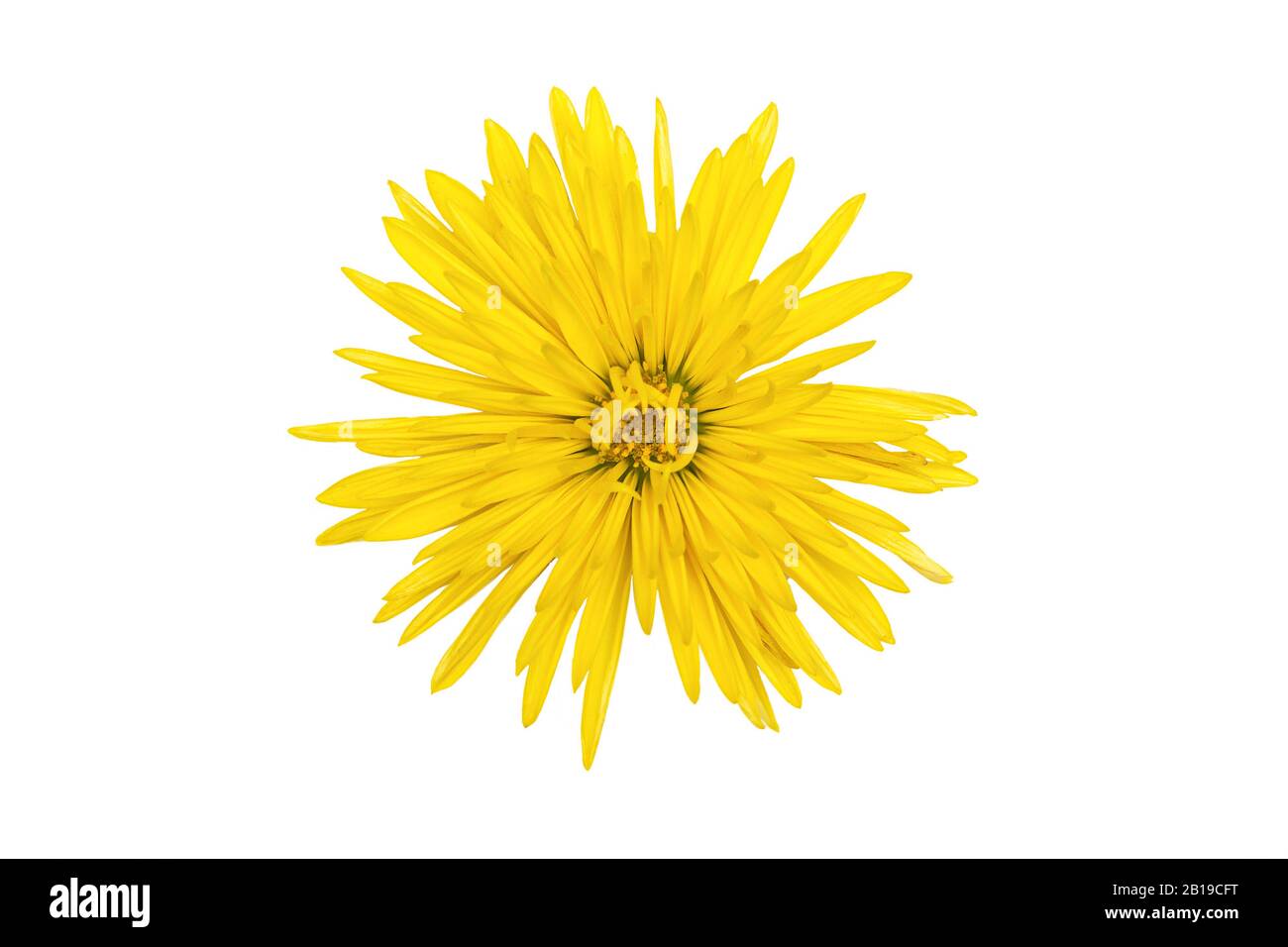 One yellow flower isolated on white background Stock Photo - Alamy