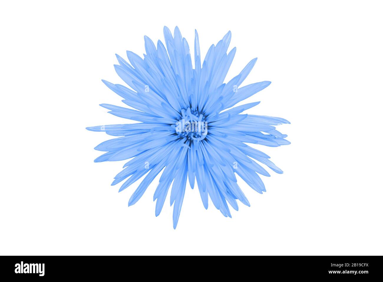 One blue flower isolated on white background Stock Photo - Alamy