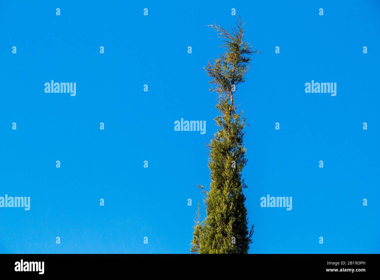 Top part of tree leaves with branches with sky view Stock Photo - Alamy