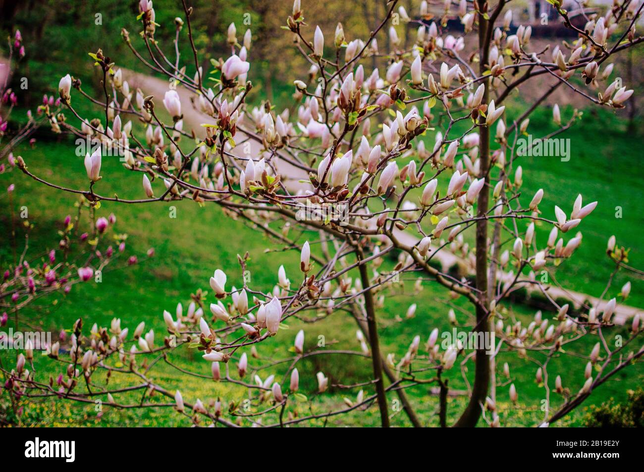 beautiful blooming magnolia branches with open flowers. Pink Chinese ...