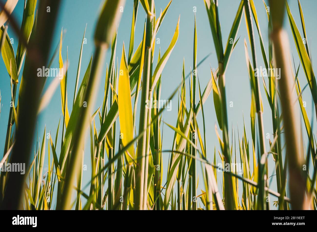 Agronomy background hi-res stock photography and images - Alamy