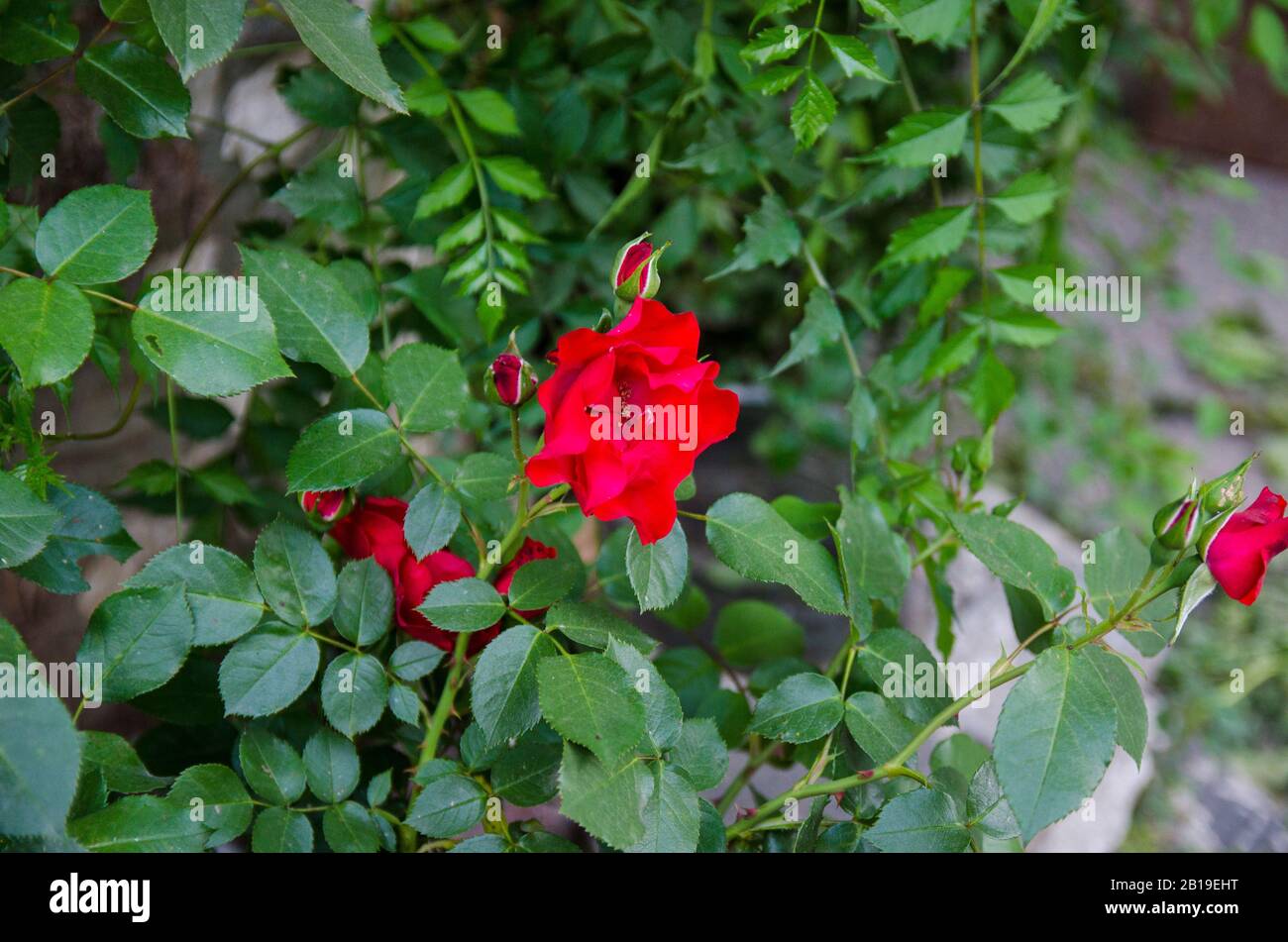 Red Flowers Natural Stock Photo - Alamy
