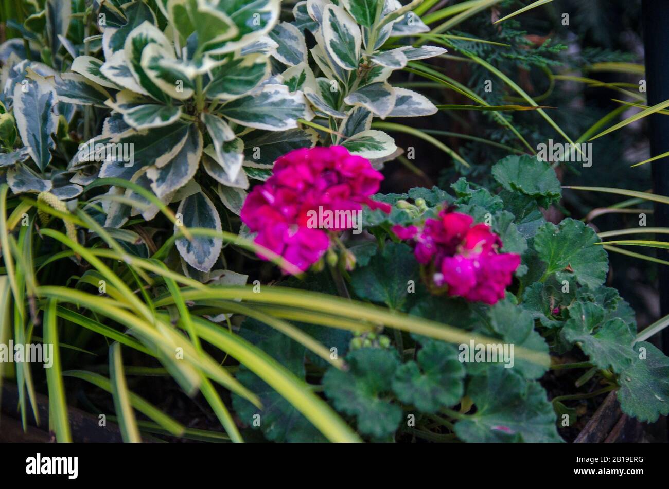 Red Flowers Natural Stock Photo - Alamy