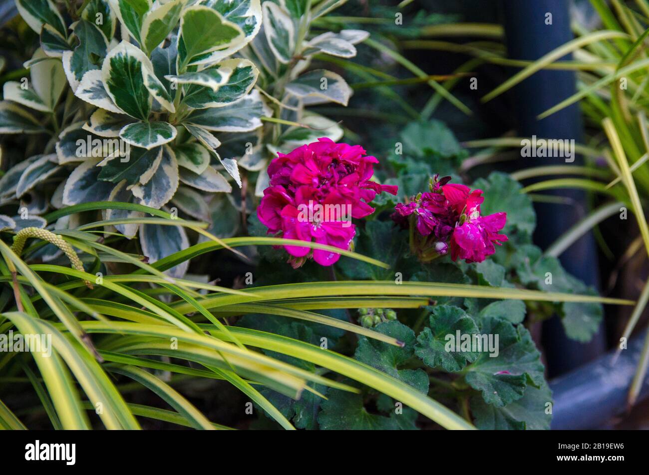 Red Flowers Natural Stock Photo - Alamy