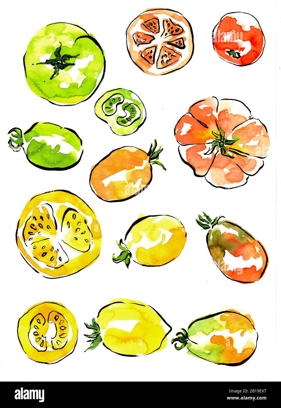 Watercolor illustration with red hand drawn tomatoes. Sliced and not ...