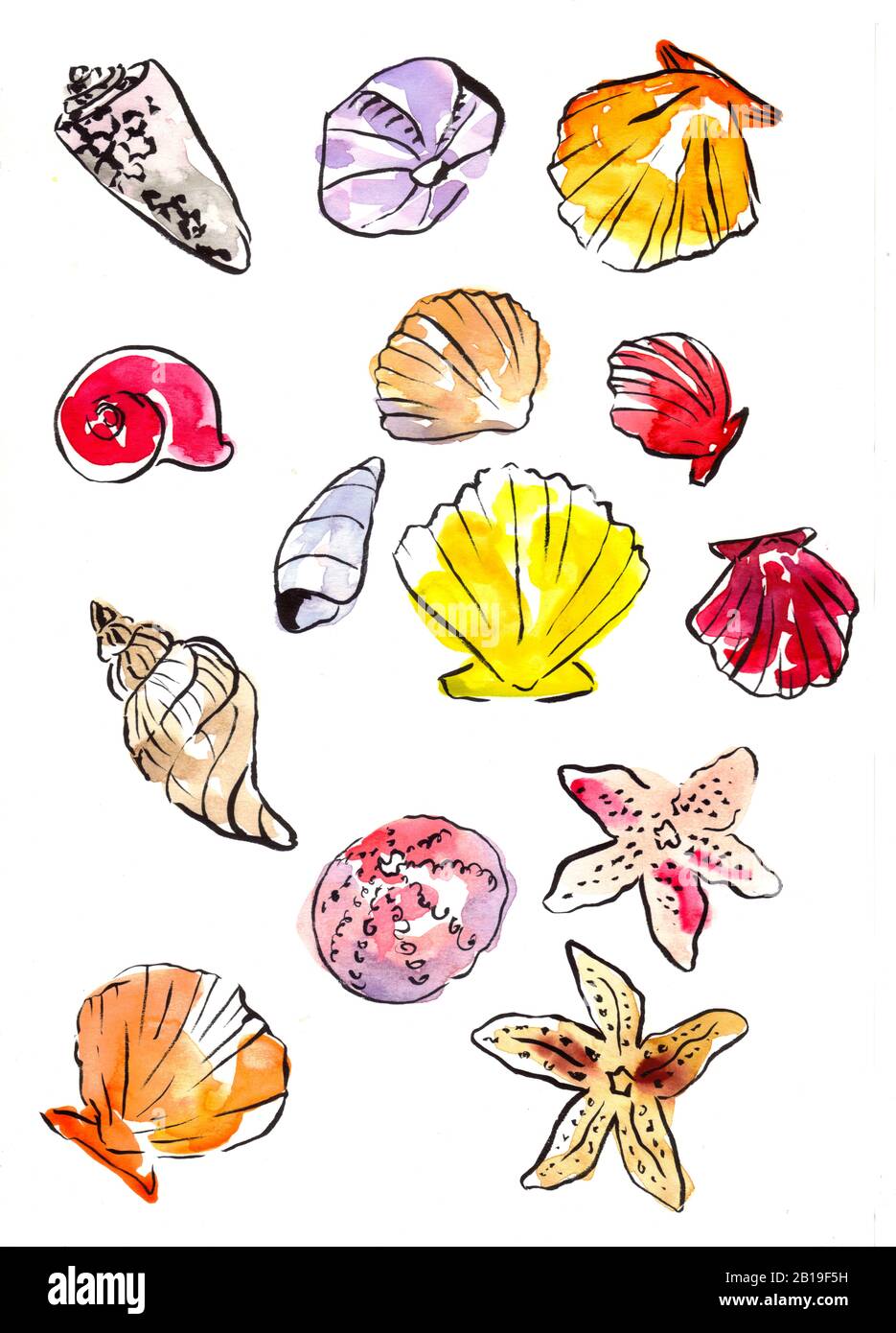 Set of sea shells, diffrent color, handdrawn illustration Stock Photo ...