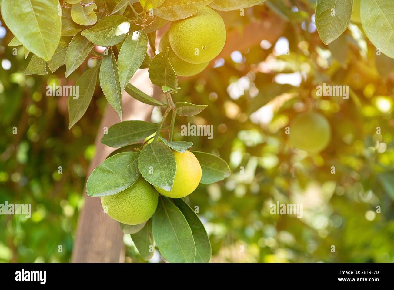 Green tangerines growing on a tree, close up Stock Photo - Alamy