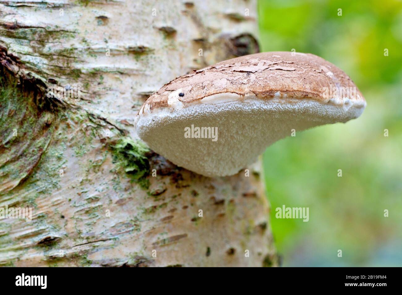 Birch Polypore (piptoporus betulinus), close up of the large fungus ...