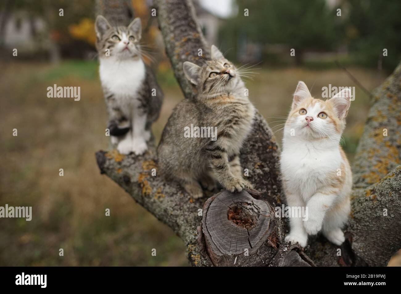 Three funny kittens sitting on a tree trunk. Lovely young cats play in ...