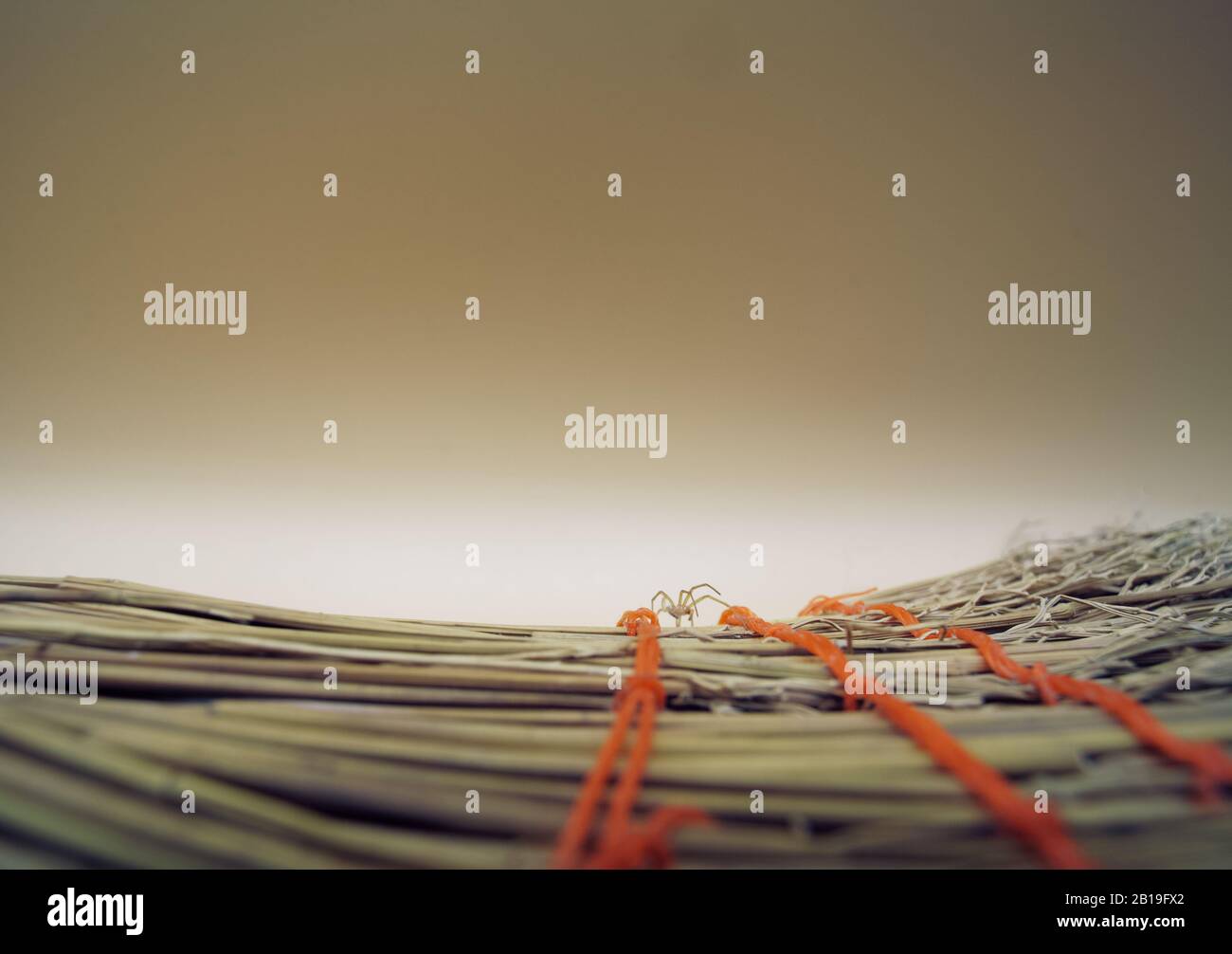 Crawling spider hi-res stock photography and images - Alamy