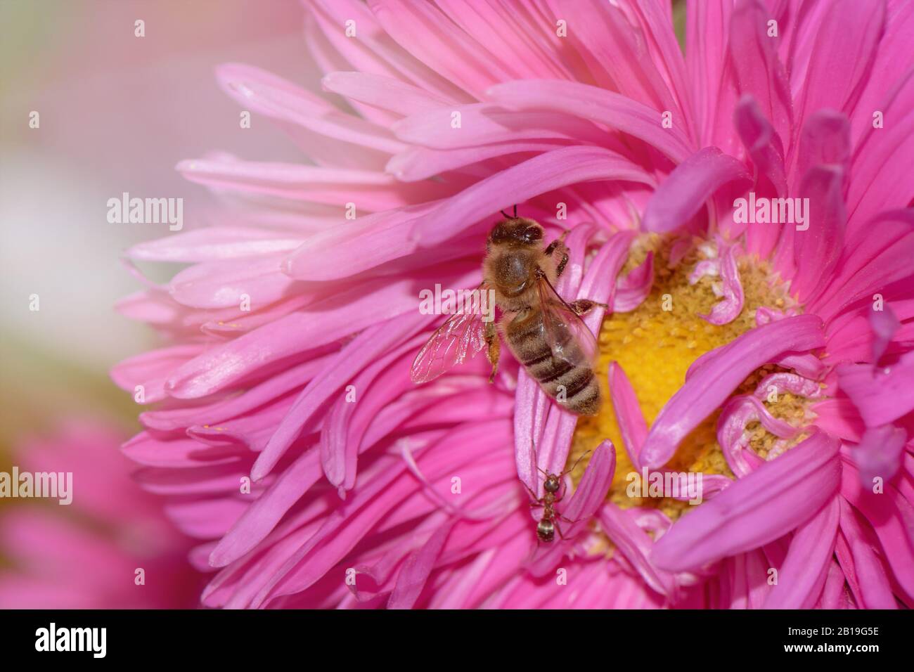 Honey bee collecting pollen from a blooming flower Stock Photo - Alamy