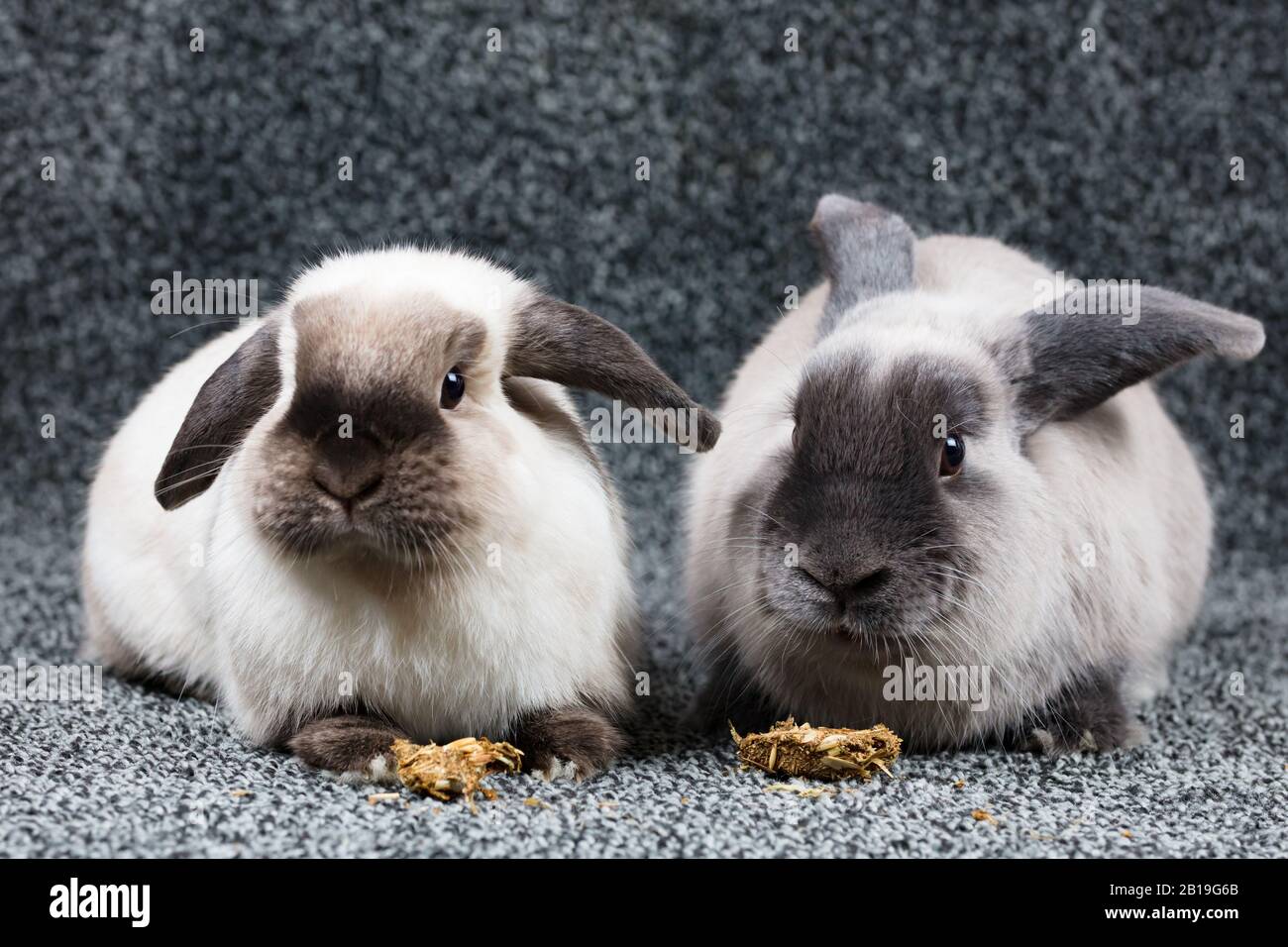 Rabbits eating isolated hi-res stock photography and images - Alamy