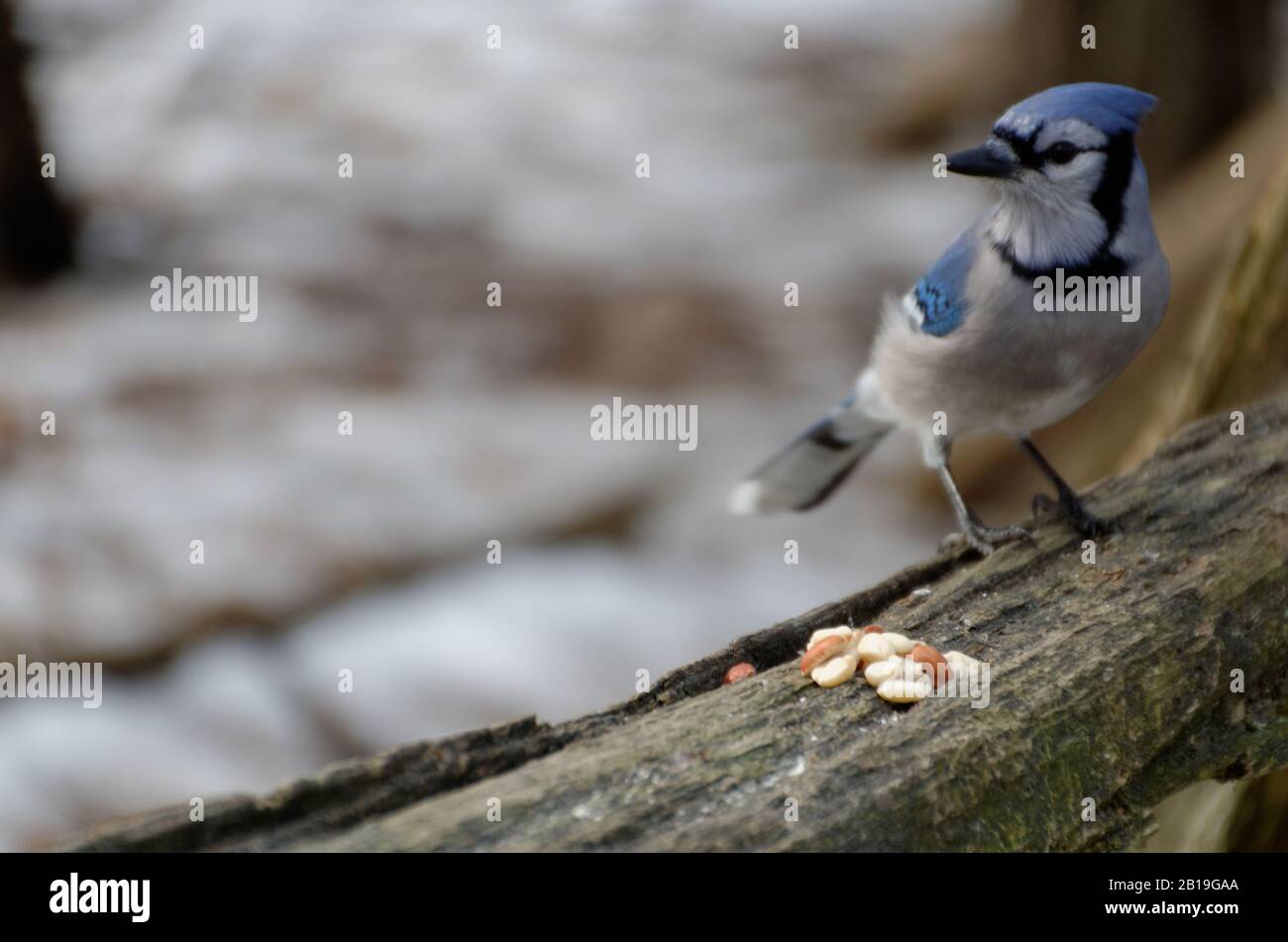 Blue Jay (Cyanocitta cristata) eyes some peanuts on a cedar rail fence ...