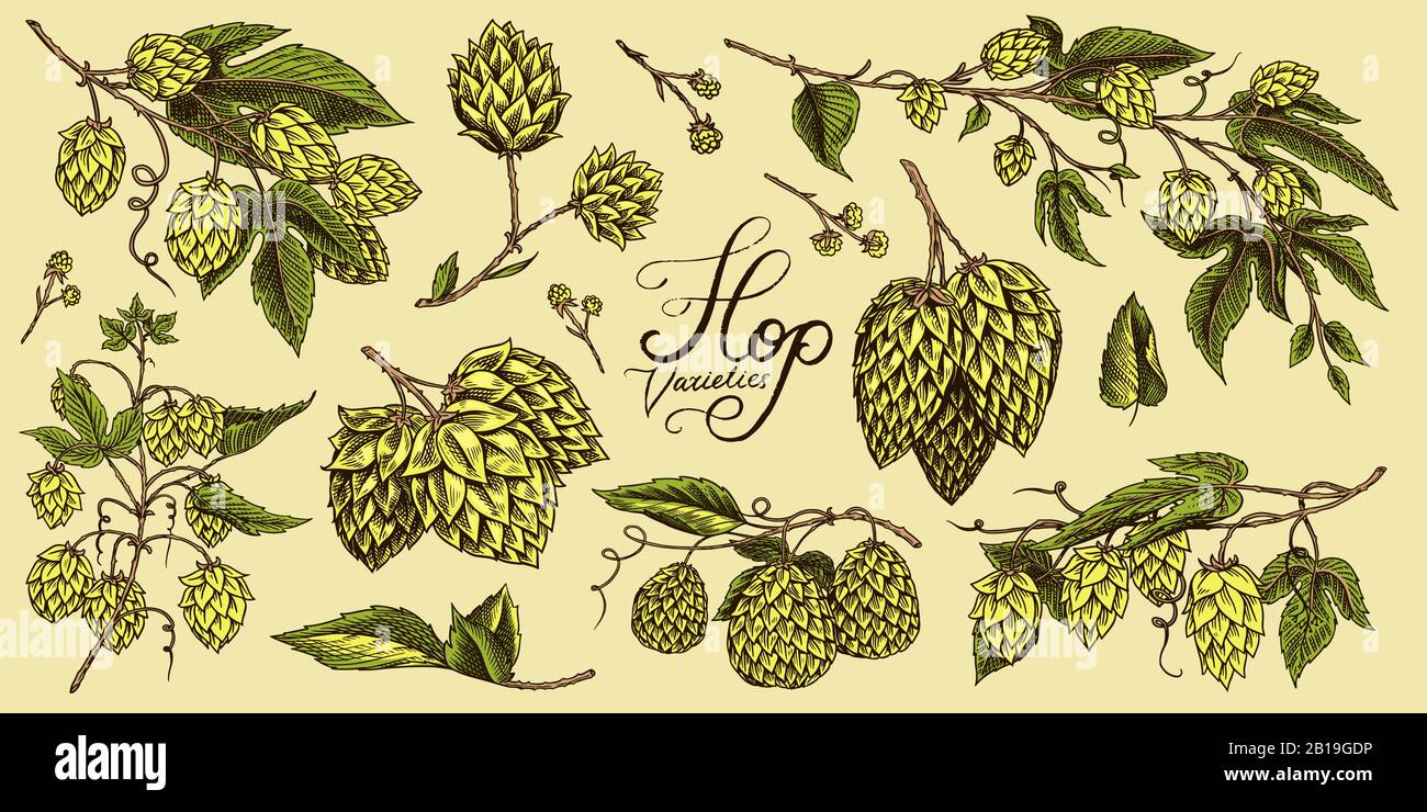 Hops And Barley Vector