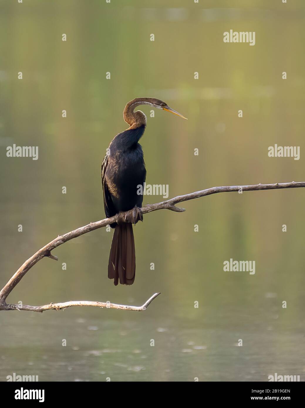 Portrait of a lone Oriental darter (Anhinga melanogaster), also called ...
