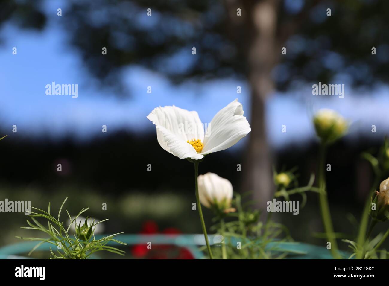 Elegant white flower hi-res stock photography and images - Alamy