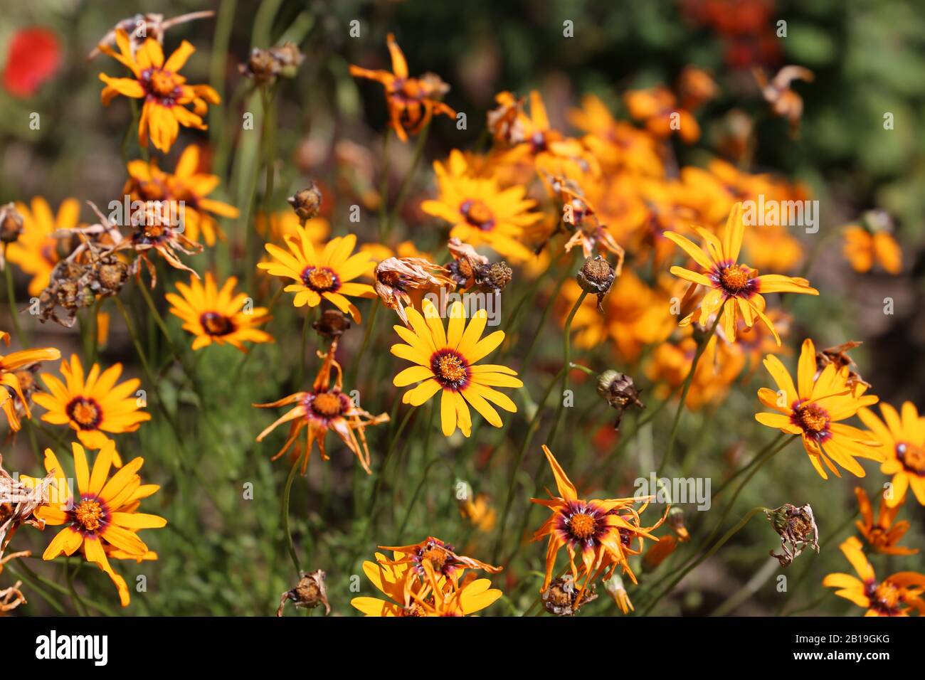 Prussian blue hi-res stock photography and images - Alamy