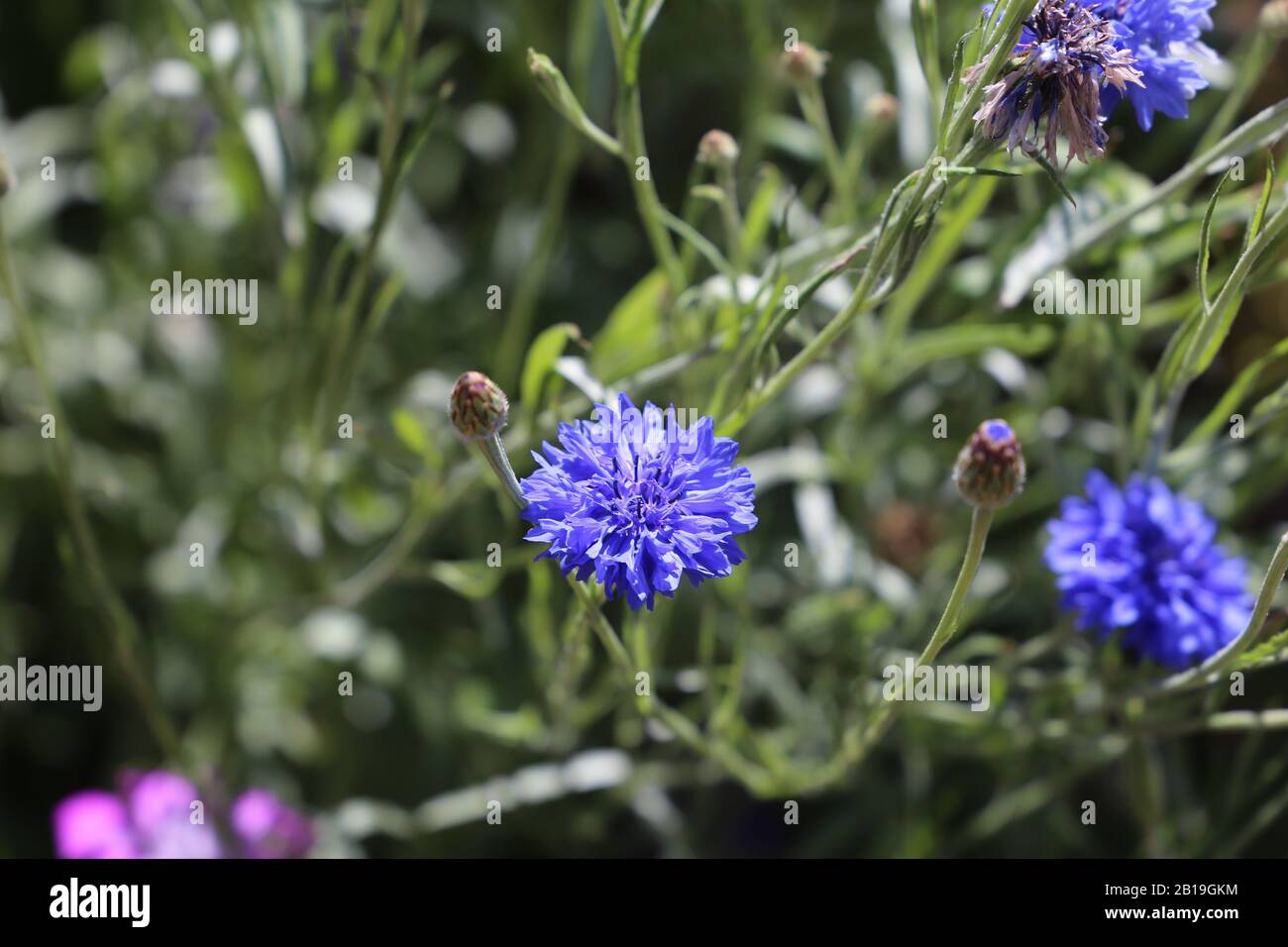 Vital Prussian Blue Flowers Stock Photo - Alamy