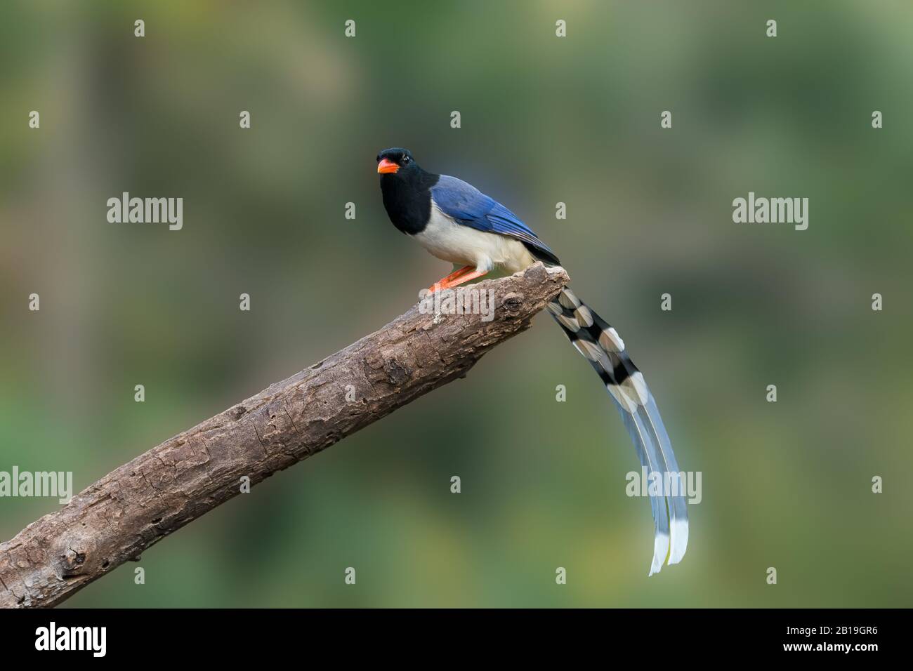 Red billed blue magpie urocissa erythroryncha hi-res stock photography ...