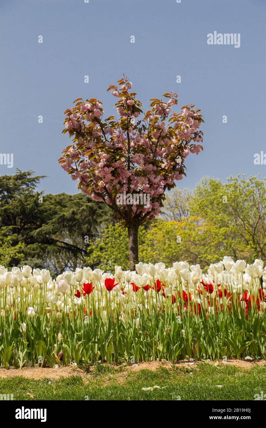 Very young small oak tree in pine forest in summer hi-res stock ...