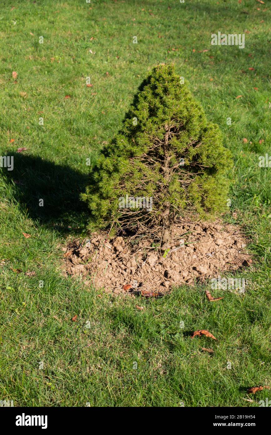 Very young small oak tree in pine forest in summer hi-res stock ...