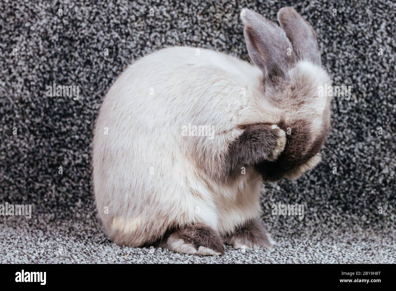 Lop Rabbit on Isolated Background Stock Photo - Alamy