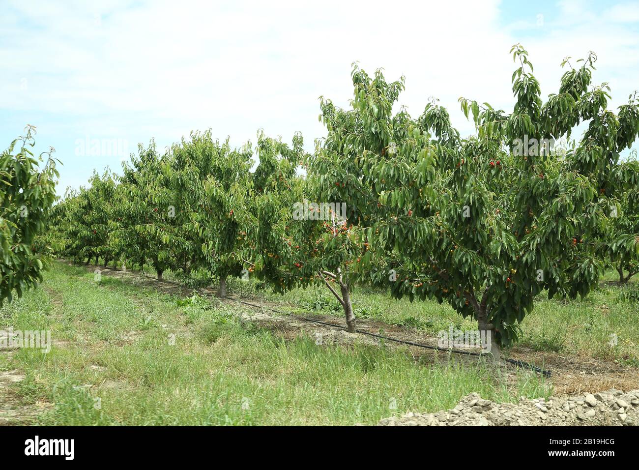 Longan trees in the garden with blue sky background . Cluster of ripe ...