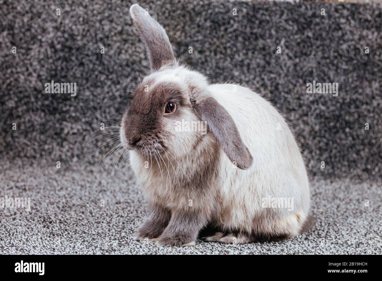 Lop Rabbit on Isolated Background Stock Photo - Alamy