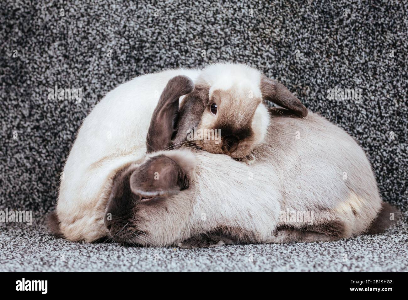Rabbits playing hi-res stock photography and images - Alamy