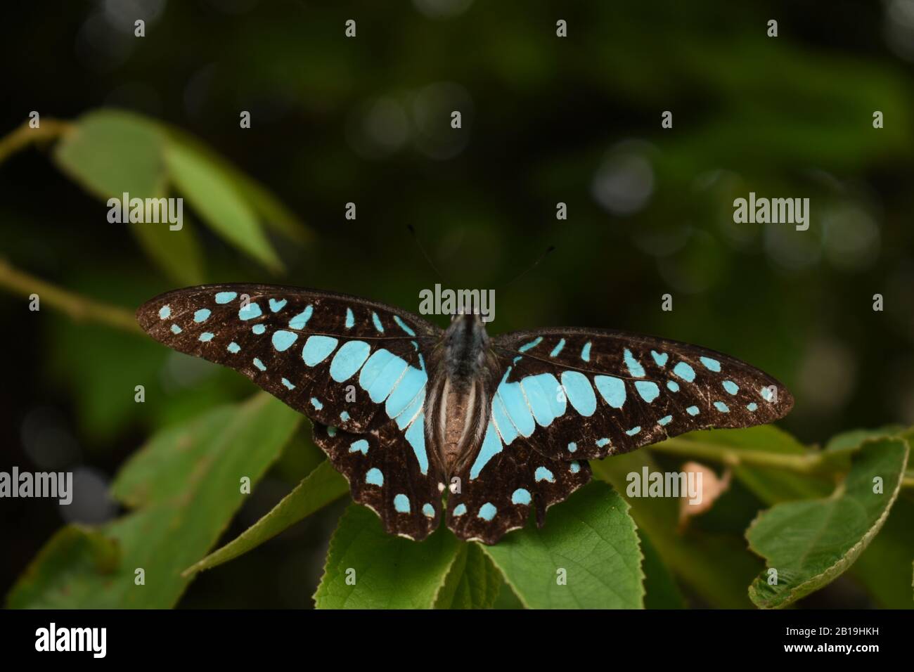 Common jay butterfly (Graphium doson). Java, Indonesia Stock Photo - Alamy