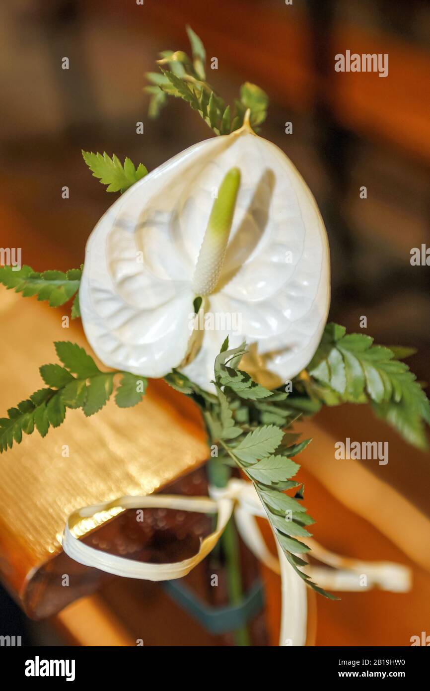 Decoration with a white anthurium. Anthurium andreanum Stock Photo - Alamy