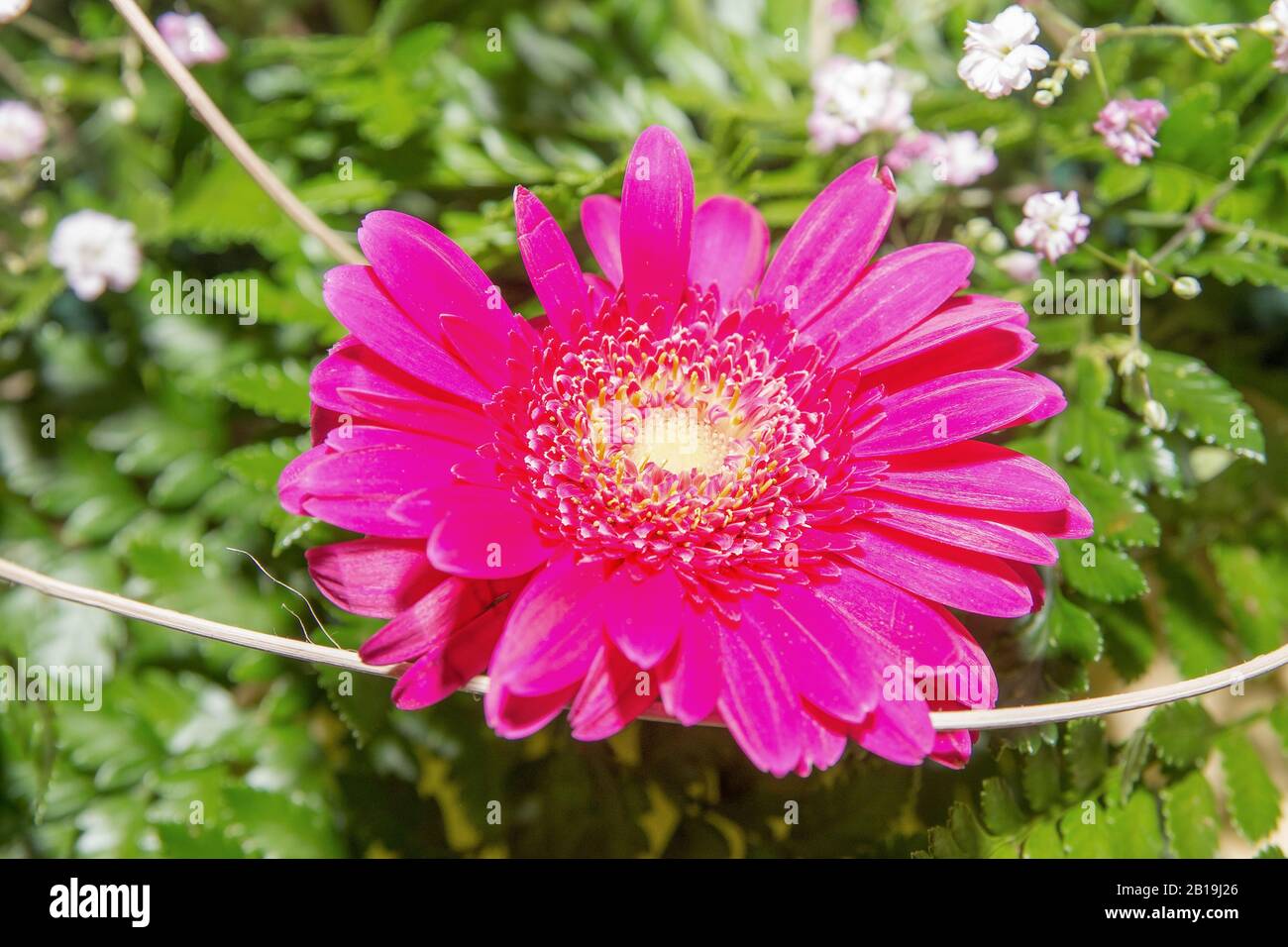 Close up gerbera daisy wallpaper hi-res stock photography and images ...