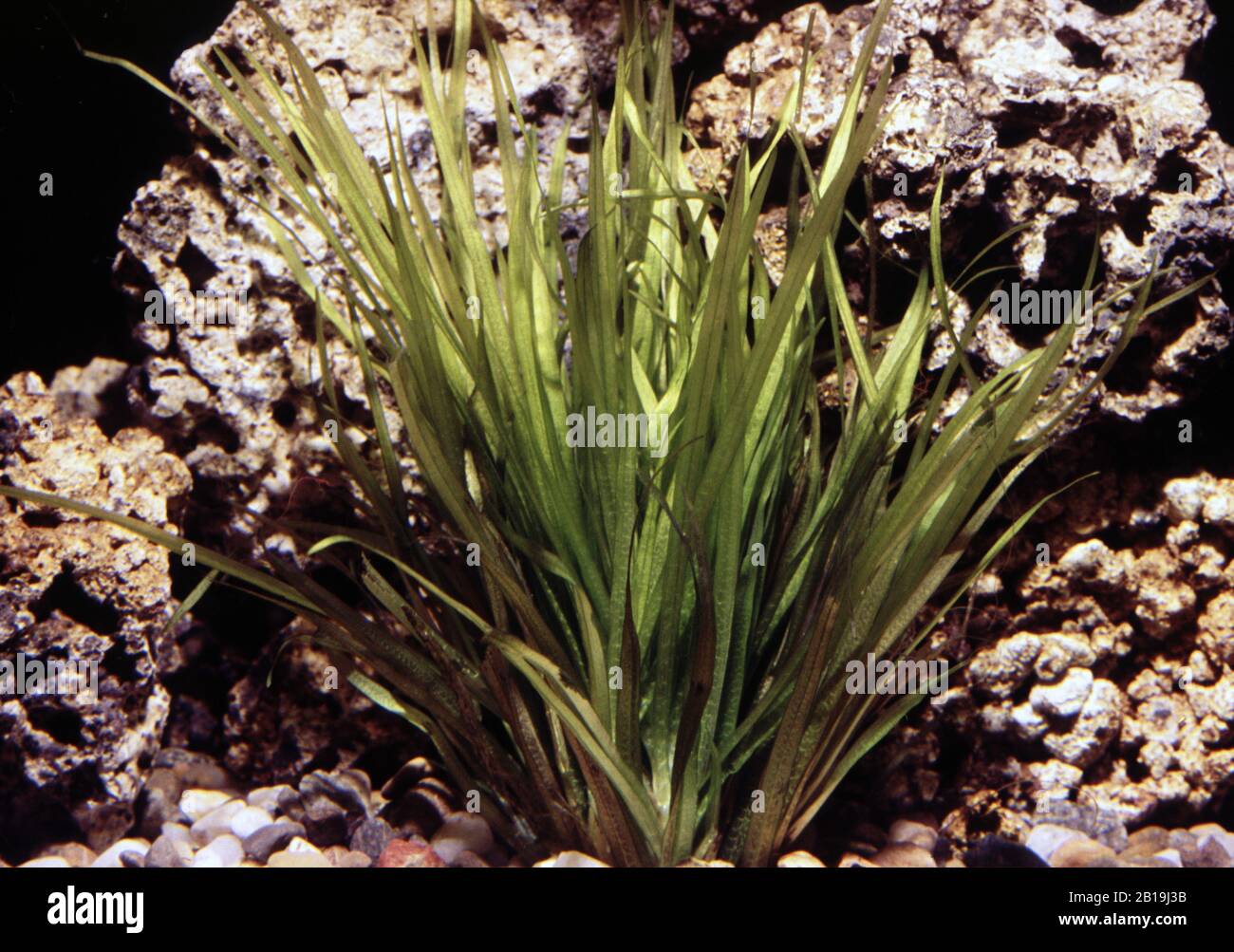 Bamboo plant, Blyxa japonica Stock Photo - Alamy
