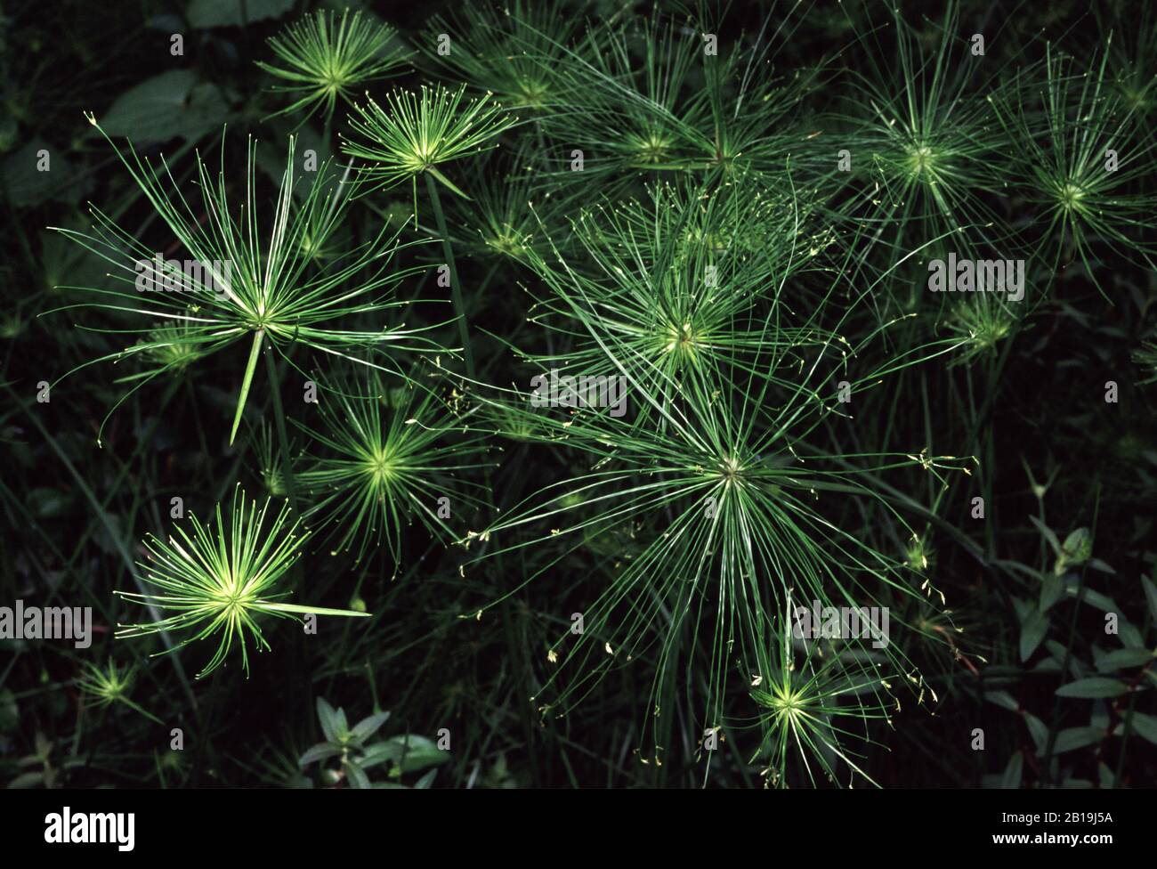 Papyrus plant root High Resolution Stock Photography and Images - Alamy
