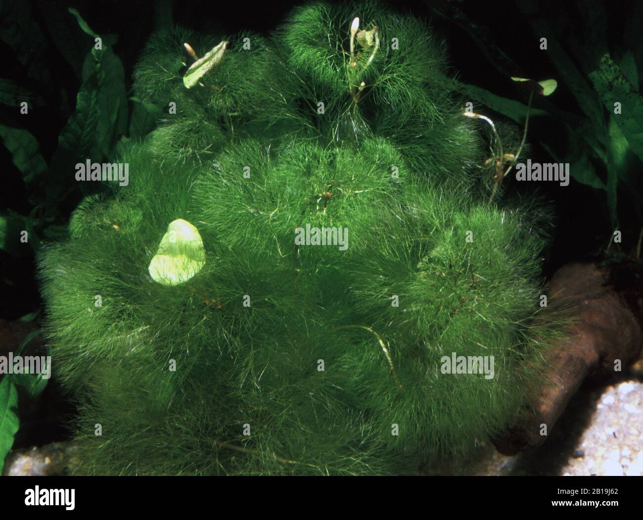 Giant fanwort, Cabomba aquatica Stock Photo - Alamy