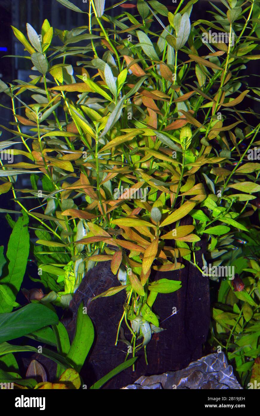 Green Hygro