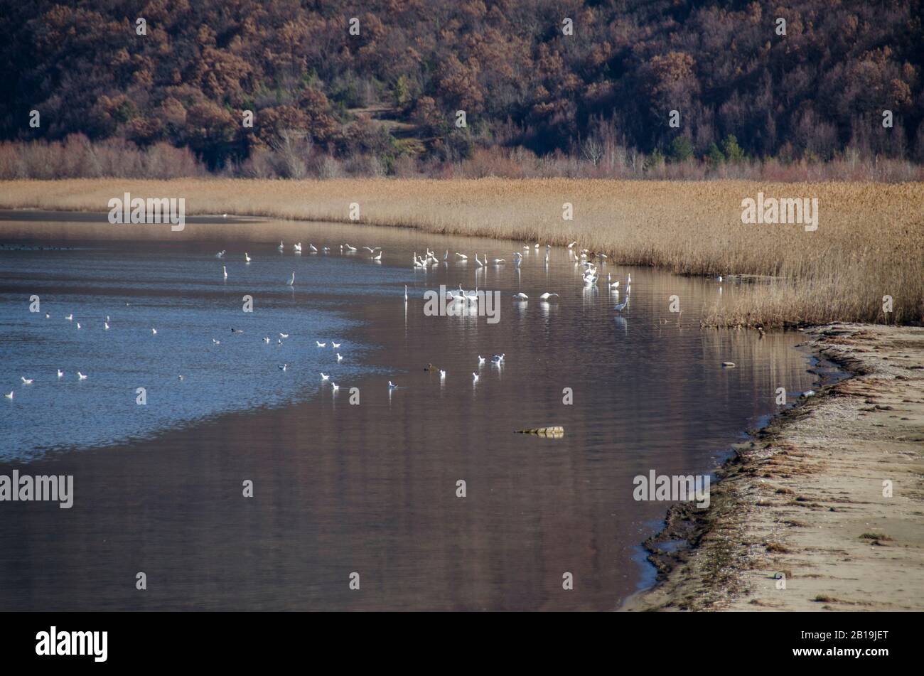 Birds in Prespa Lake, Macedonia Stock Photo - Alamy