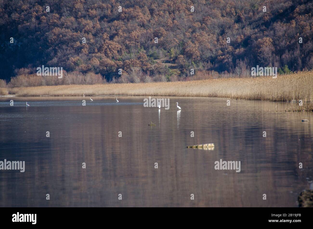 Birds in Prespa Lake, Macedonia Stock Photo - Alamy