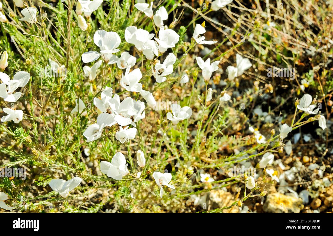 Ornamental broom hi-res stock photography and images - Alamy