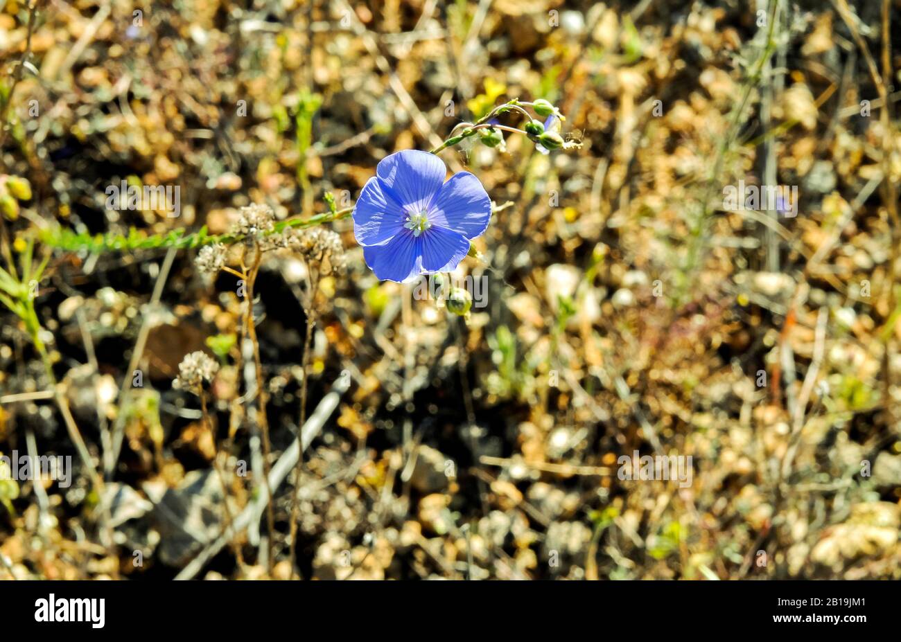 Blue flower of wild flax in the field. Linum bienne Stock Photo - Alamy