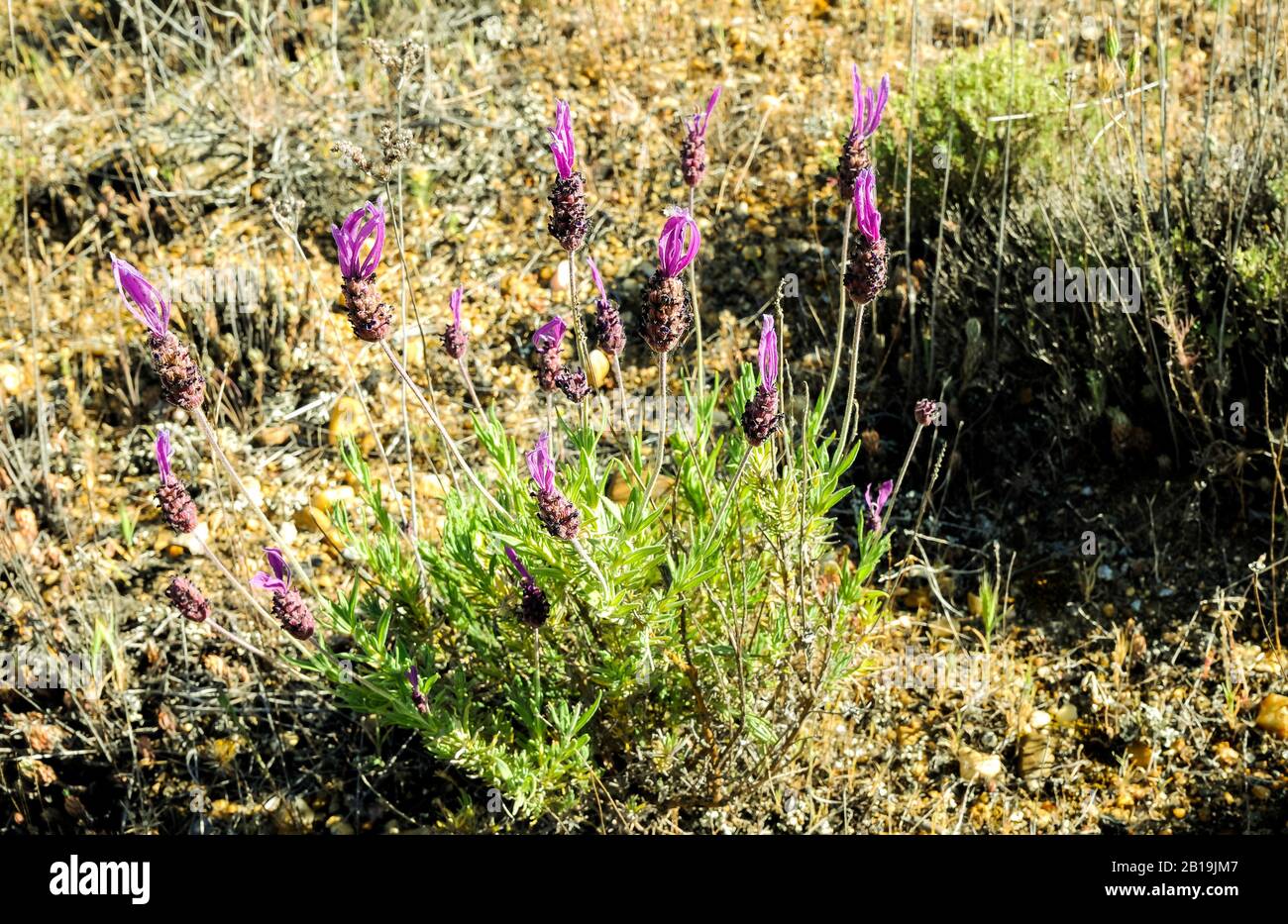 Topped lavender hi-res stock photography and images - Alamy