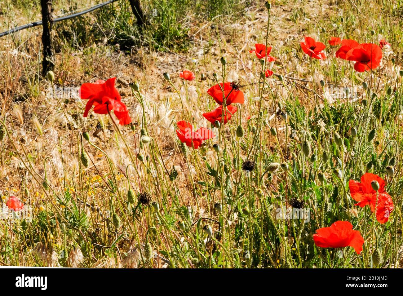 Papaver Rhoeas Seeds High Resolution Stock Photography and Images - Alamy