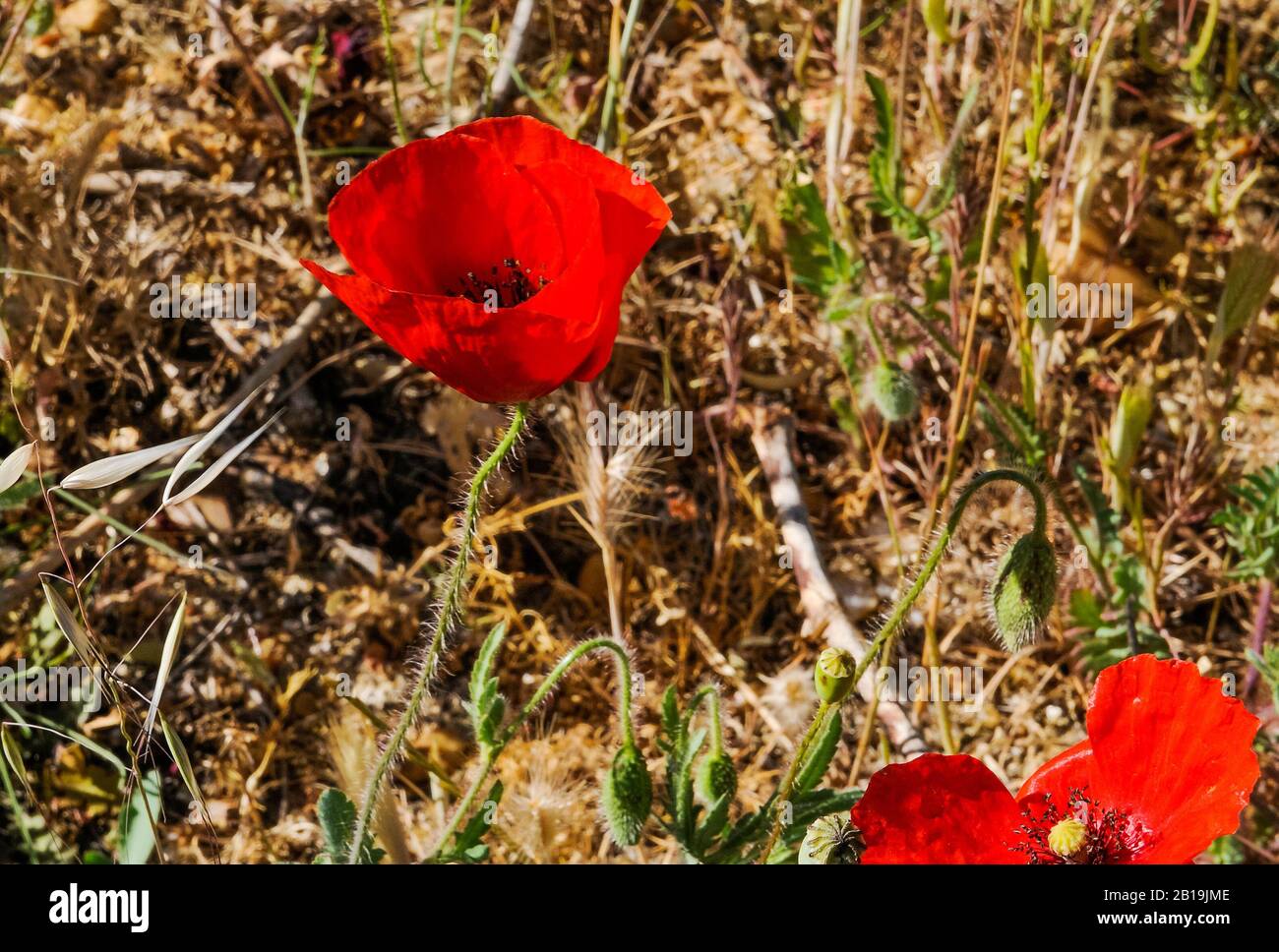 Papaver rhoeas seeds hi-res stock photography and images - Alamy