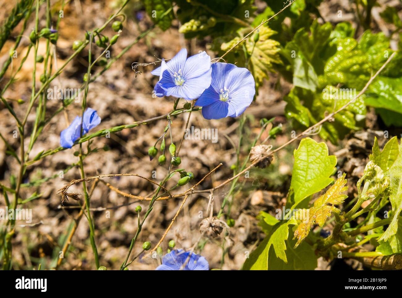 Wild flax hi-res stock photography and images - Alamy