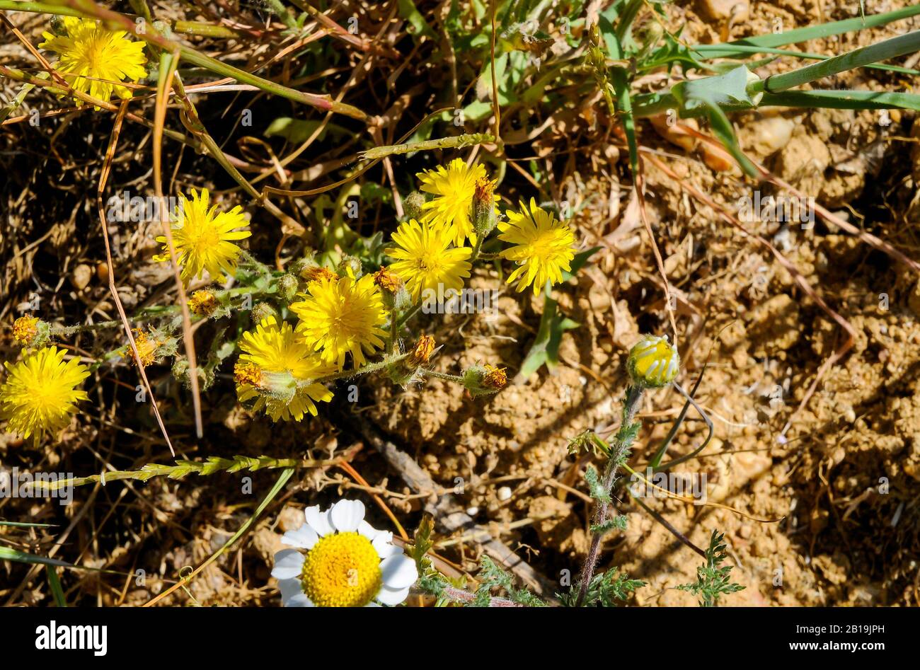 Chicory taraxacum officinale hi-res stock photography and images - Alamy