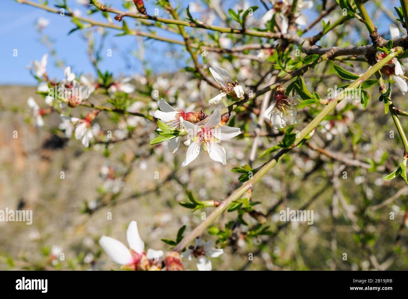 Almond tree hi-res stock photography and images - Alamy