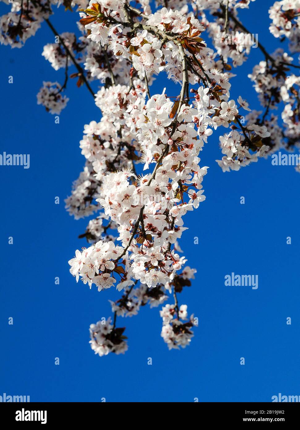 Beautiful Almond Tree High Resolution Stock Photography and Images - Alamy