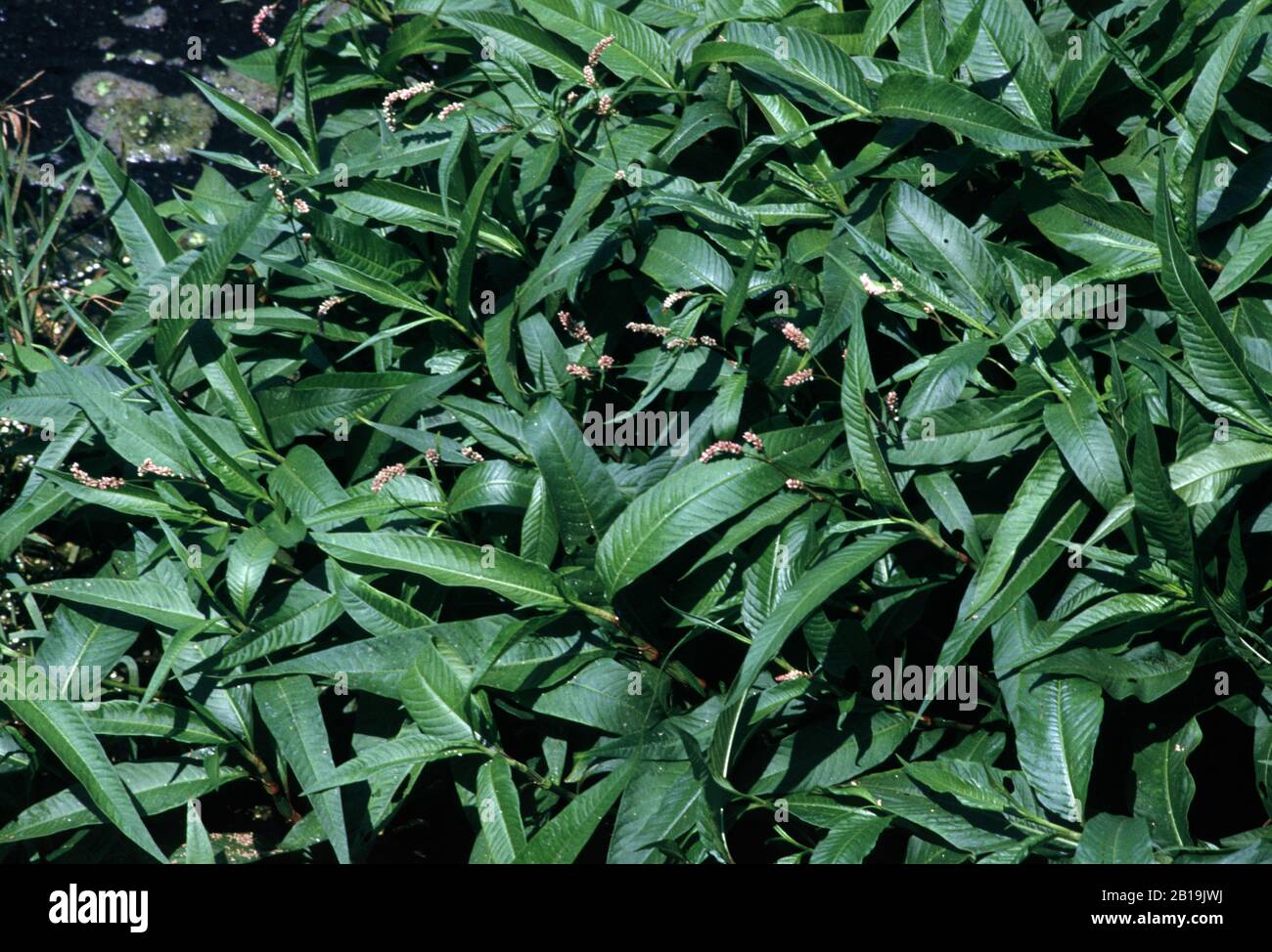 Willow grass hi-res stock photography and images - Alamy