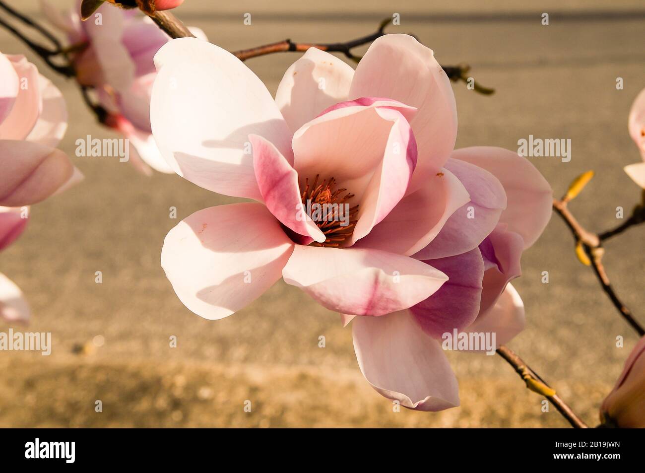 Open Pink Magnolia Flower